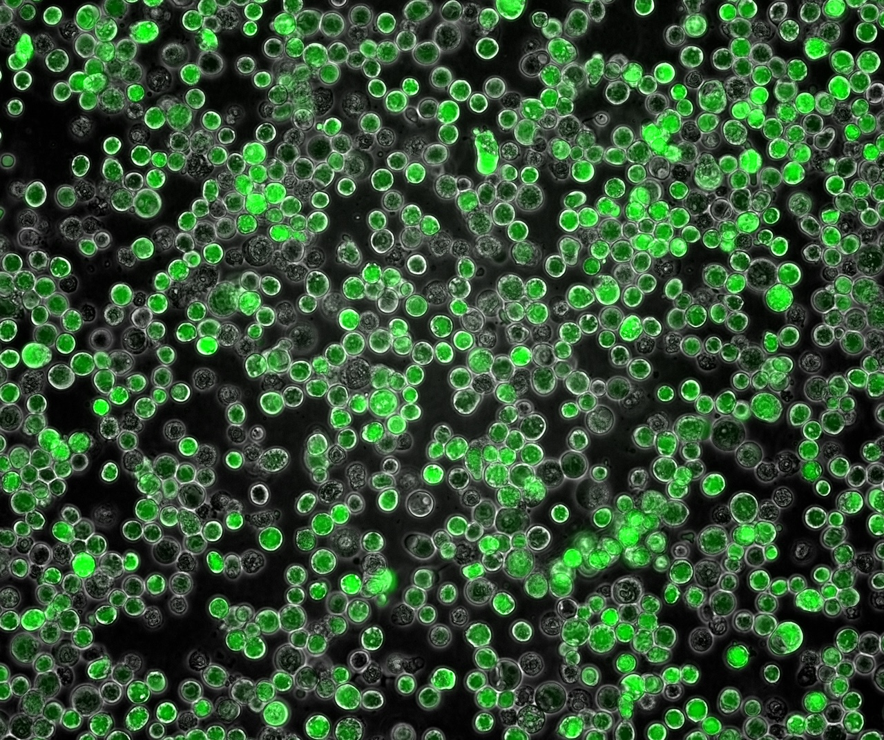 Insect cell service for protein production (High5 or SF9) | Second Lab